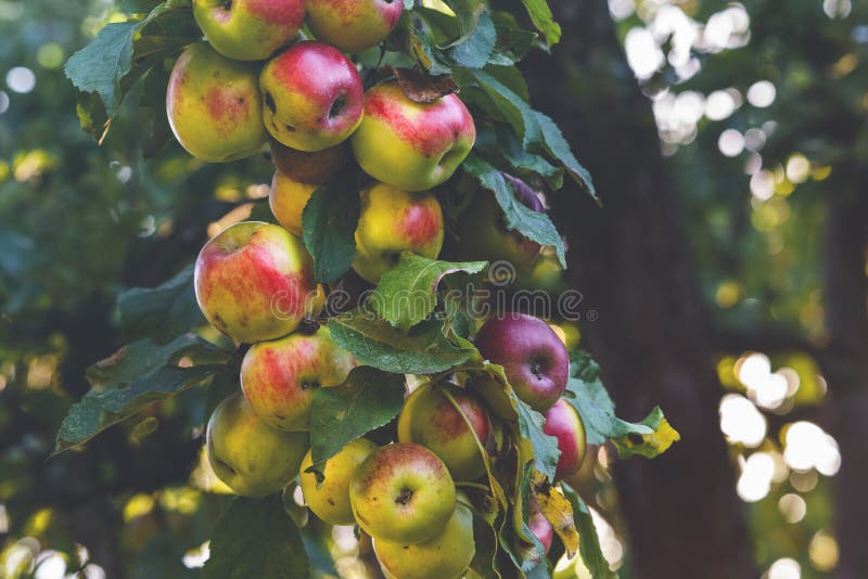 Red Apples on a Tree. Apple Orchard Stock Image - Image of bunch ...