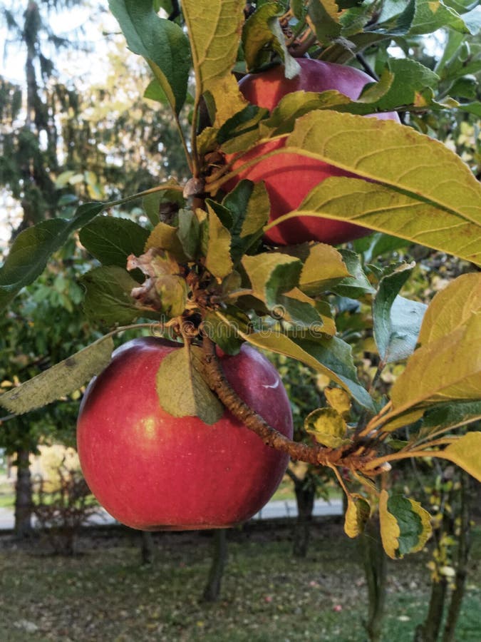 Red apples on the tree. stock image. Image of plants - 128927277