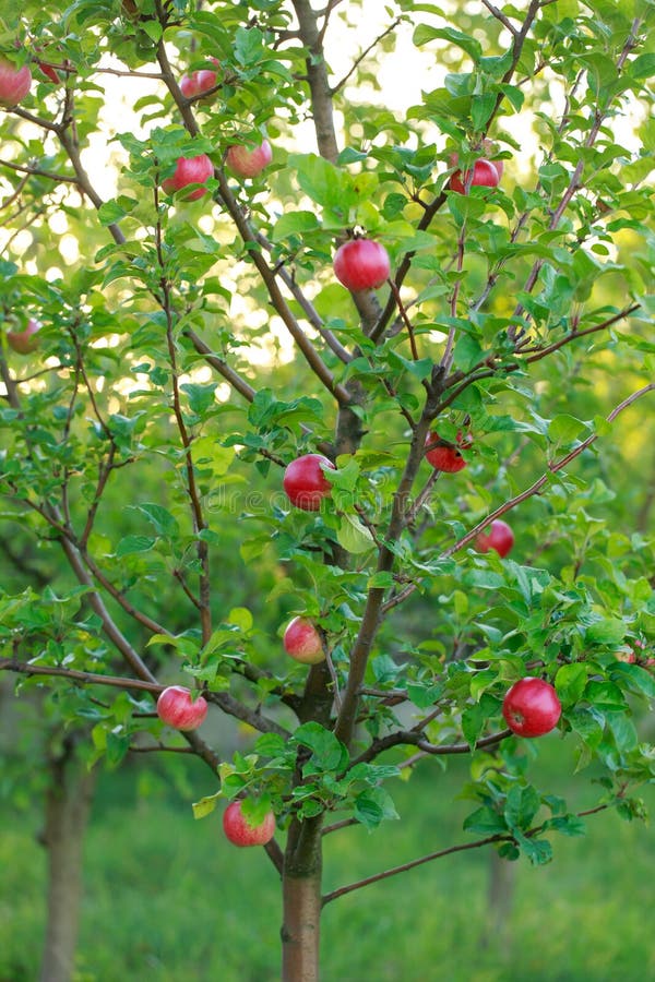 Red apples on tree stock image. Image of autumn, ripe - 271764153