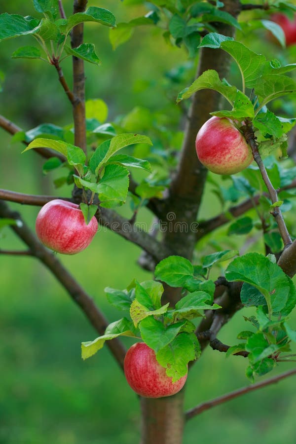 Red apples on tree stock photo. Image of color, fresh - 270394312