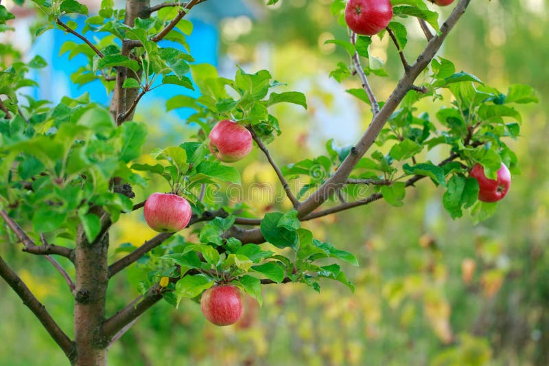 Red apples on tree stock photo. Image of leaf, juicy - 270574412