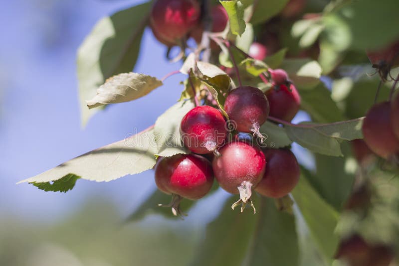 Red Apples on a Tree Branch Stock Image - Image of gardening, autumn ...