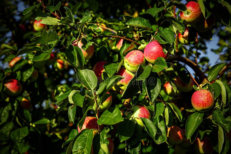 Red Apples on Tree Branches Stock Photo - Image of abundance, fruit ...