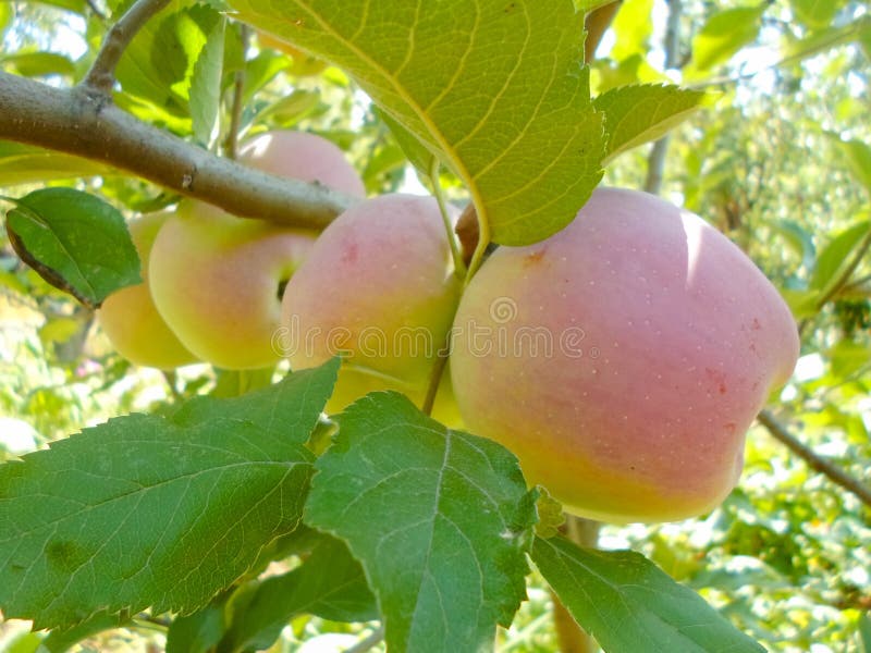 Red Apples on Tree Branches. Big Apples on the Trees in the Middle of ...