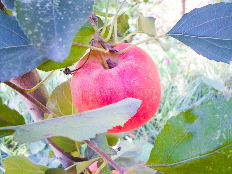 Red Apples on Tree Branches. Big Apples on the Trees in the Middle of ...