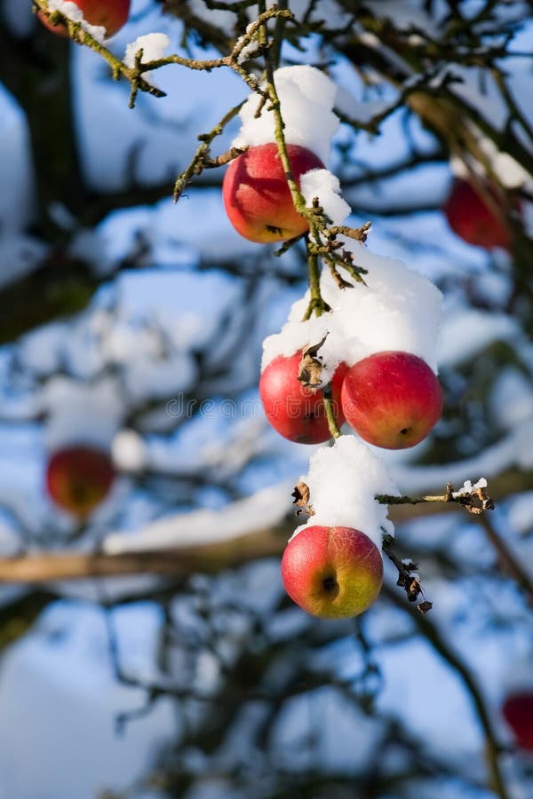 Red Apples on Tree and First Snow Stock Image - Image of farm, season ...