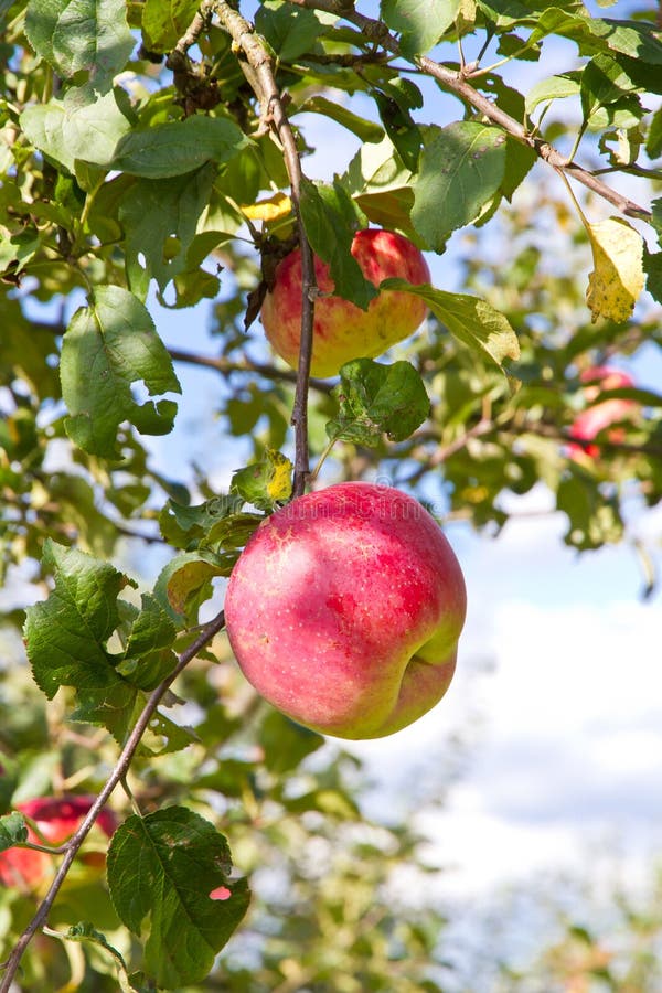 Red apples on tree stock image. Image of agriculture - 43671951