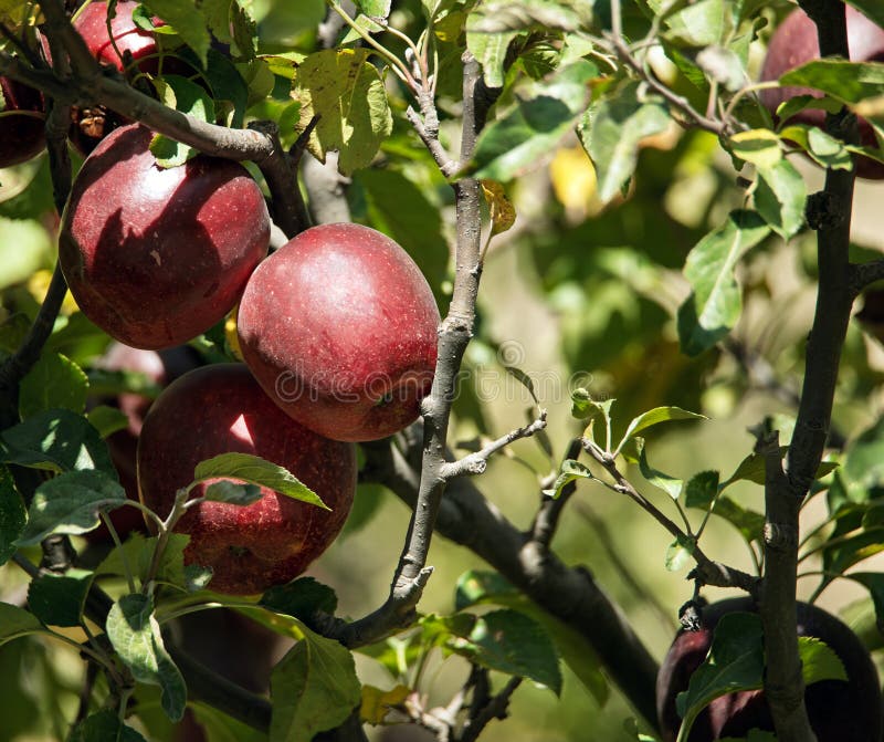 Red Apples on a tree stock image. Image of vitamin, vitamins - 377997229