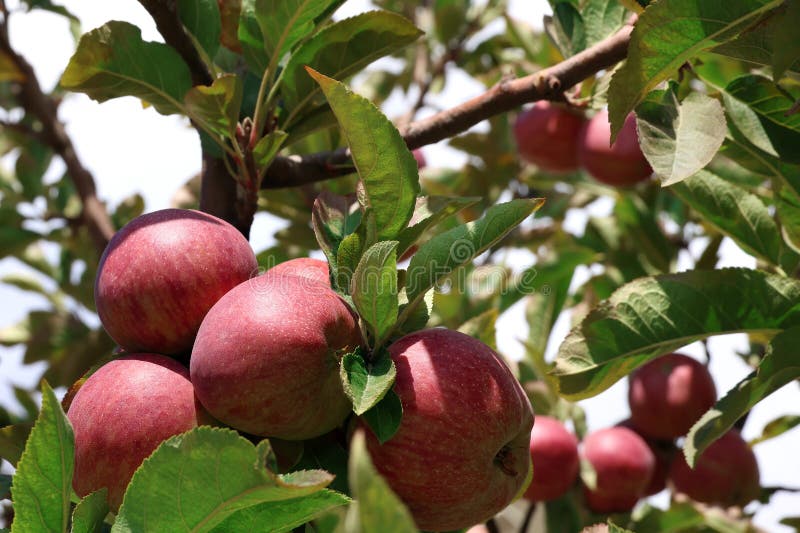 Red Apples on Tree stock photo. Image of summer, autumn - 337863450