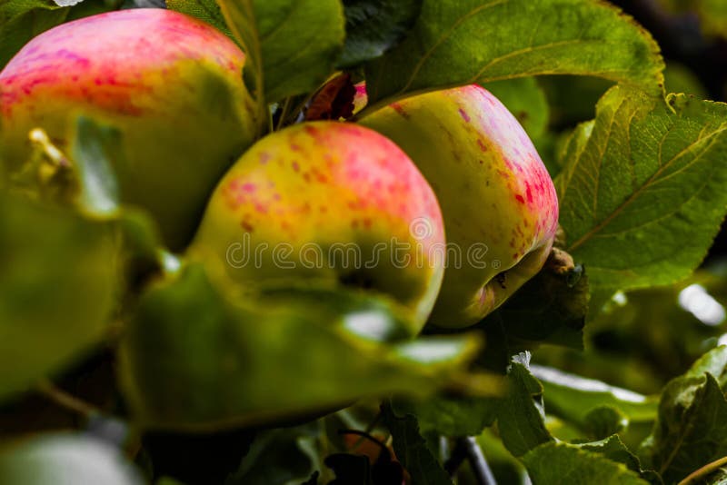 Red Apples on Tree in the Garden at Sunny Day Stock Image - Image of ...