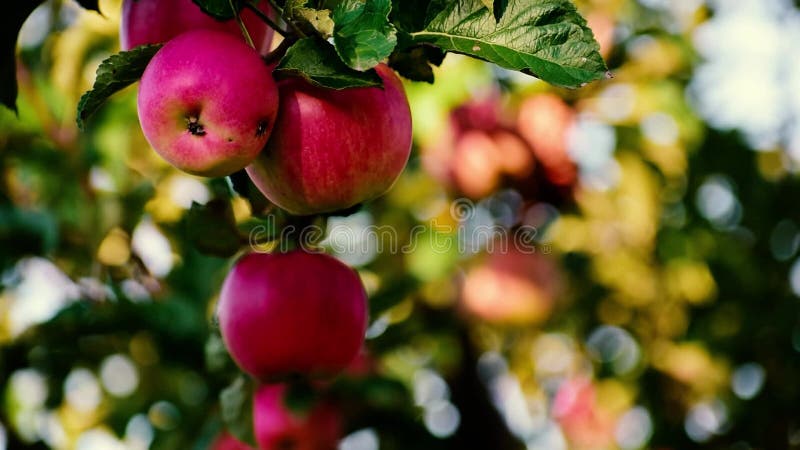 Red apples on a tree. stock footage. Video of autumn - 214893026