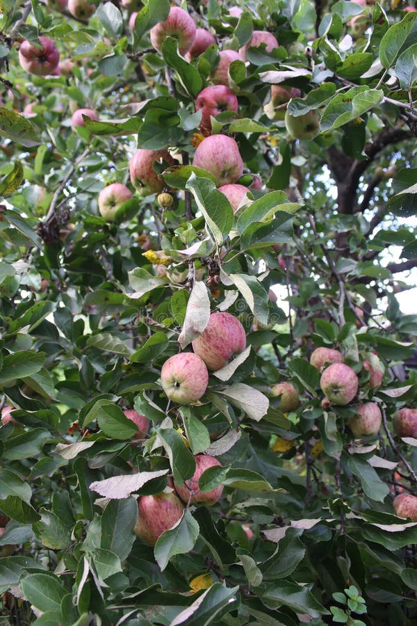 Red apples on a tree stock photo. Image of harvest, closeup - 81395650