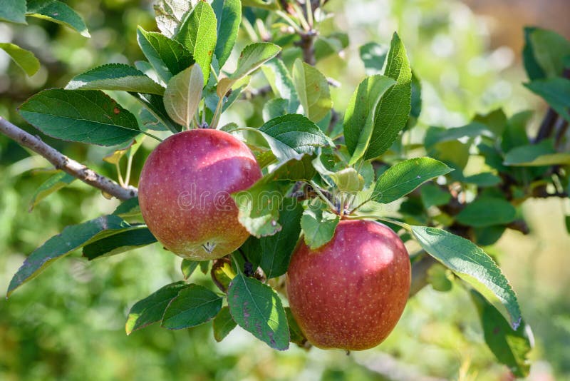 Red apples on the tree stock photo. Image of ripe, juice - 102530232
