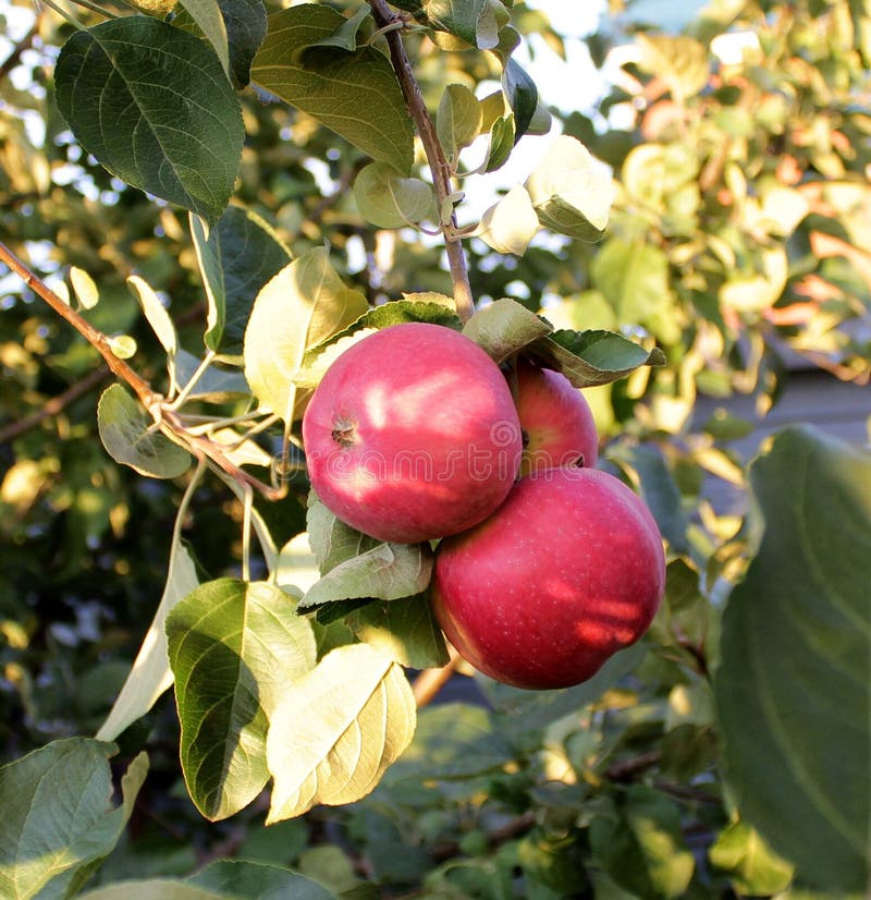 Red apples on the tree stock image. Image of ripe, juicy - 225445543