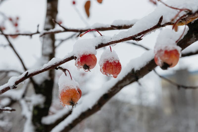 Red Apples on a Tree in the Snow. Frozen Apples, the First Snow in the ...