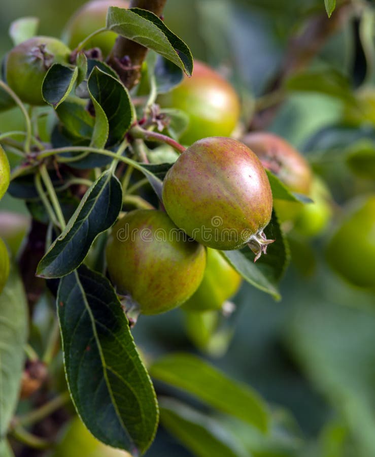 Red Apples on a Tree in Summer Garden Stock Photo - Image of natural ...