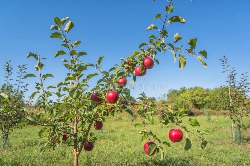 Red apples on a tree stock image. Image of autumn, tree - 235225861