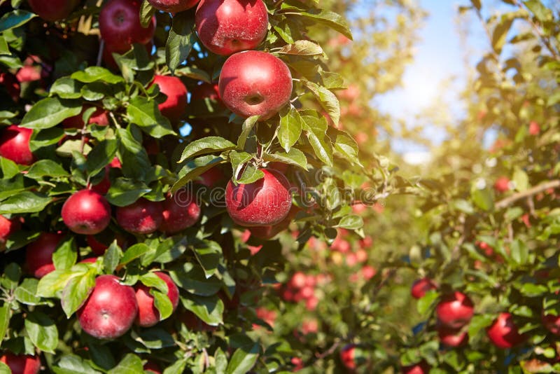 Red apples on the trees stock image. Image of orchard - 46281949