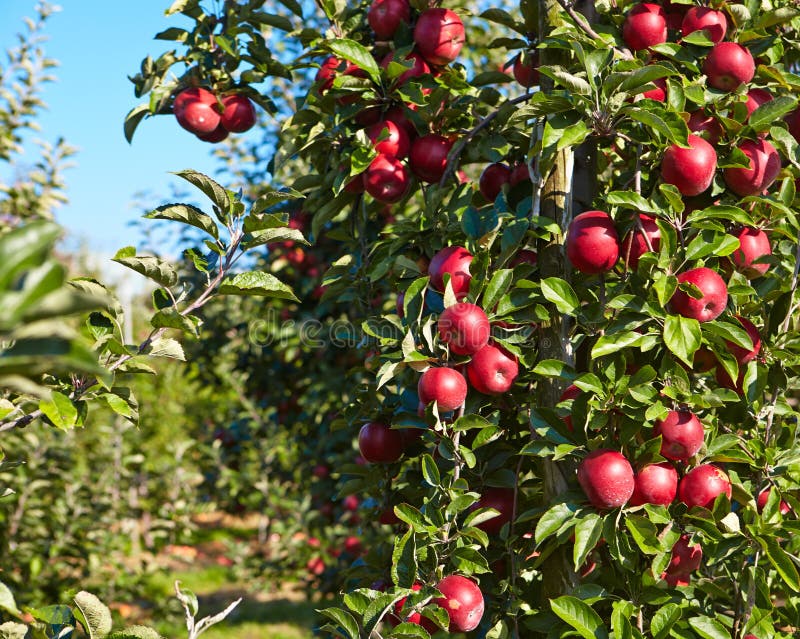Red apples on the trees stock photo. Image of business - 46281968