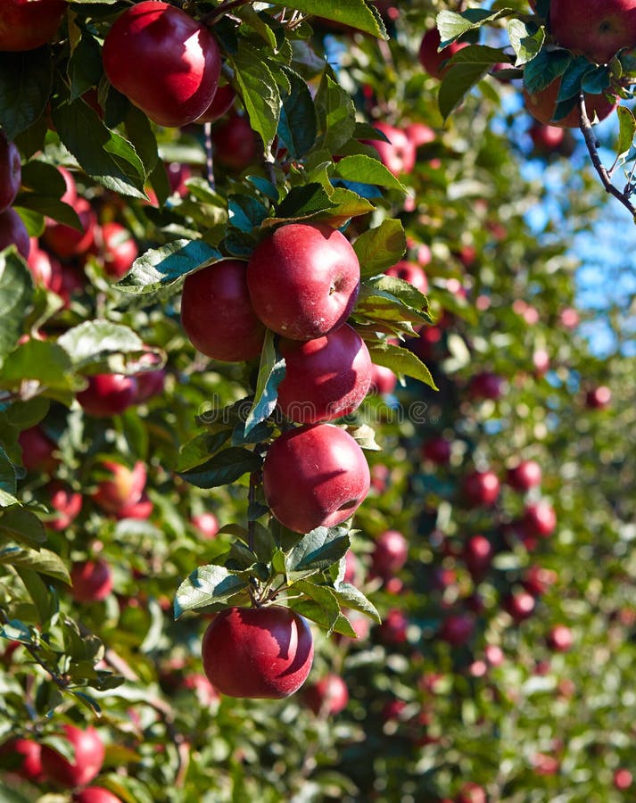 Red apples on the trees stock photo. Image of agriculture - 46281976