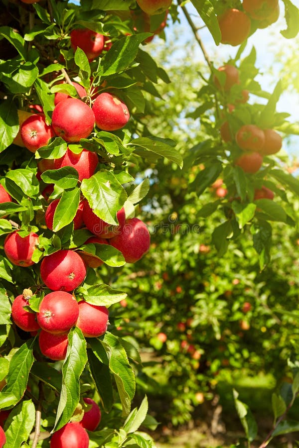 Red apples on the trees stock photo. Image of business - 72185386