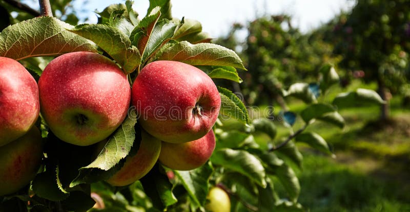 Red apples on the trees stock image. Image of farmer - 72185703