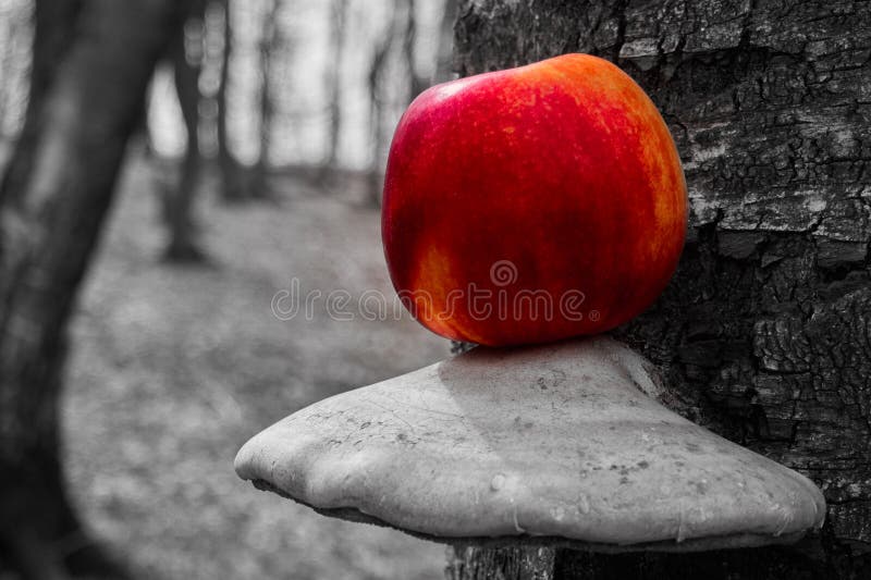 Tree Trunk As Human Legs , Magic Tree Stock Photo - Image of yellow ...