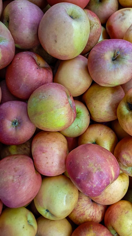 Red apples are very sweet stock image. Image of large - 306357823