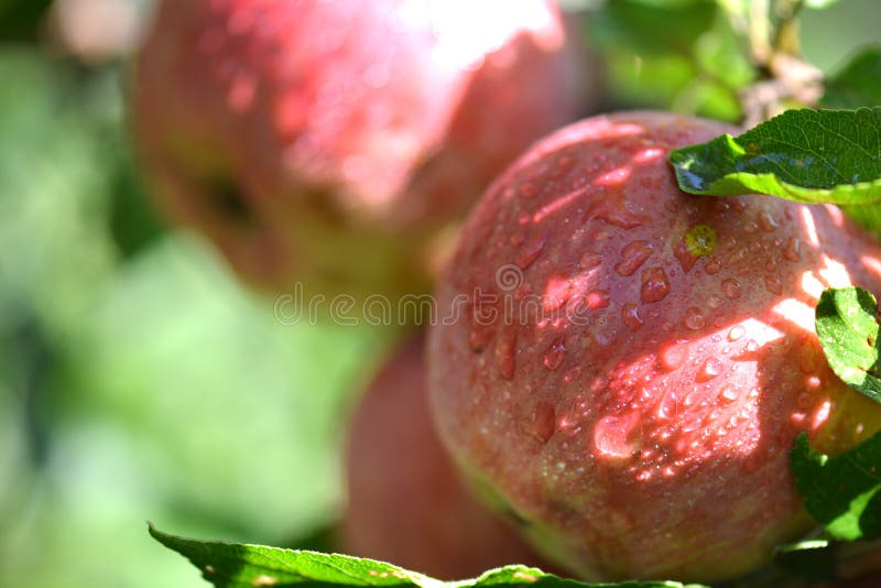 Red Apples with Water Drops on Apple Tree Stock Photo - Image of eating ...