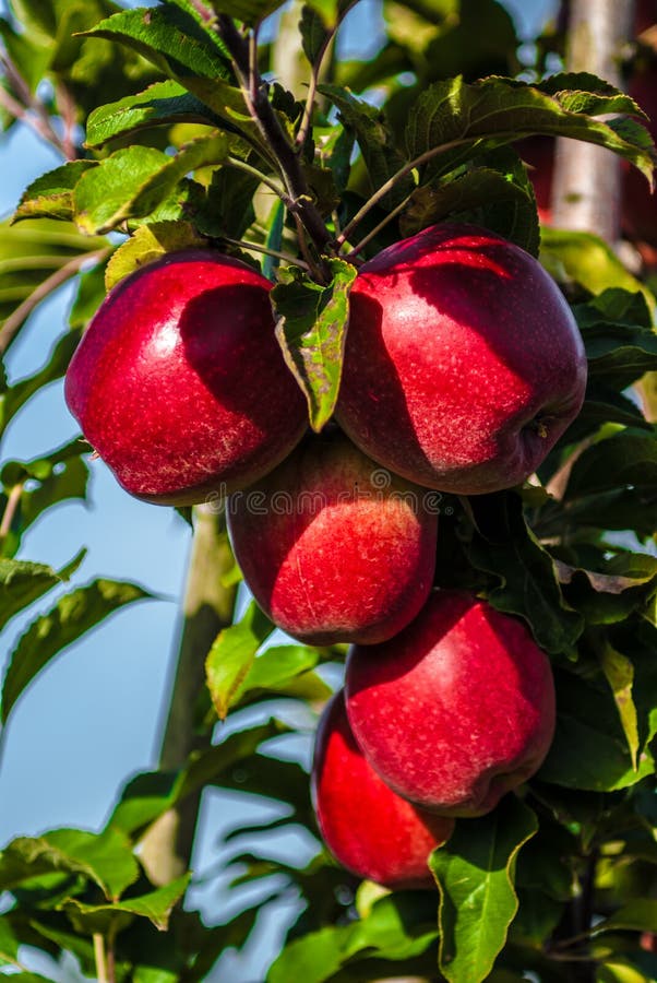 Red apples stock image. Image of burgundy, tree, yummy - 41505091