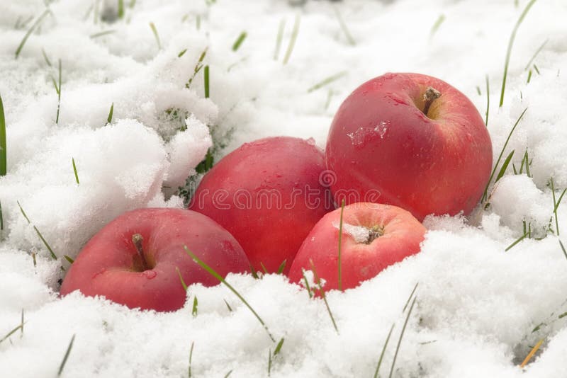 Red apples on white snow stock image. Image of snow - 203489465
