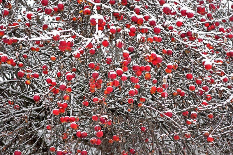 Red apples in winter stock image. Image of tree, apple - 27982607