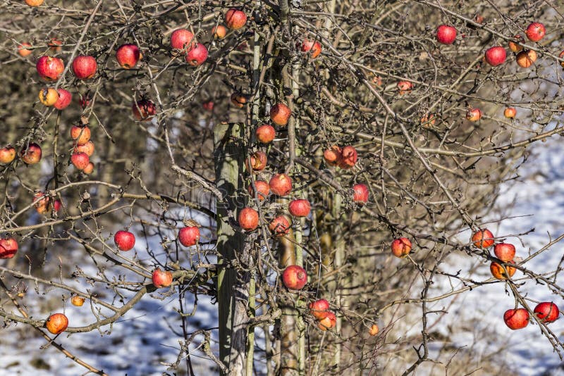 Red Apples in Winter at the Apple Tree Stock Image - Image of field ...