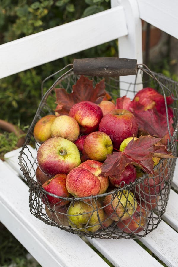 Red Apples in Wire Basket stock photo. Image of life - 152288662
