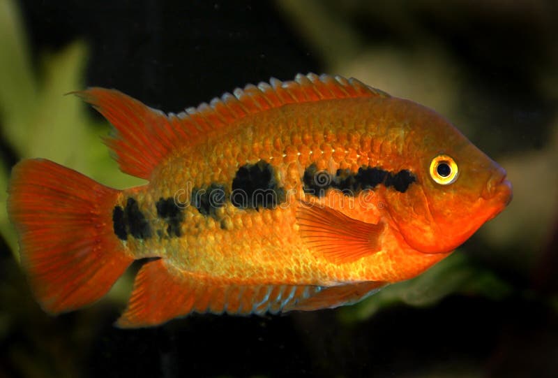 Red Terror stock photo. Image of fish, river, terror, american - 1748454