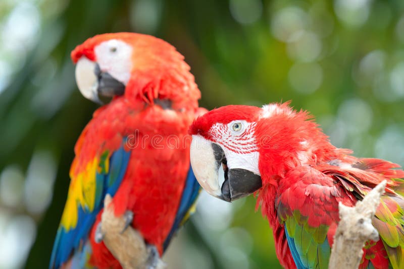 Red ara parrot stock photo. Image of summer, male, tropical - 155443088