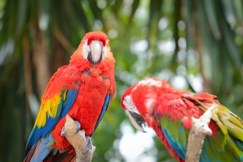 Red ara parrot stock photo. Image of summer, male, tropical - 155443088
