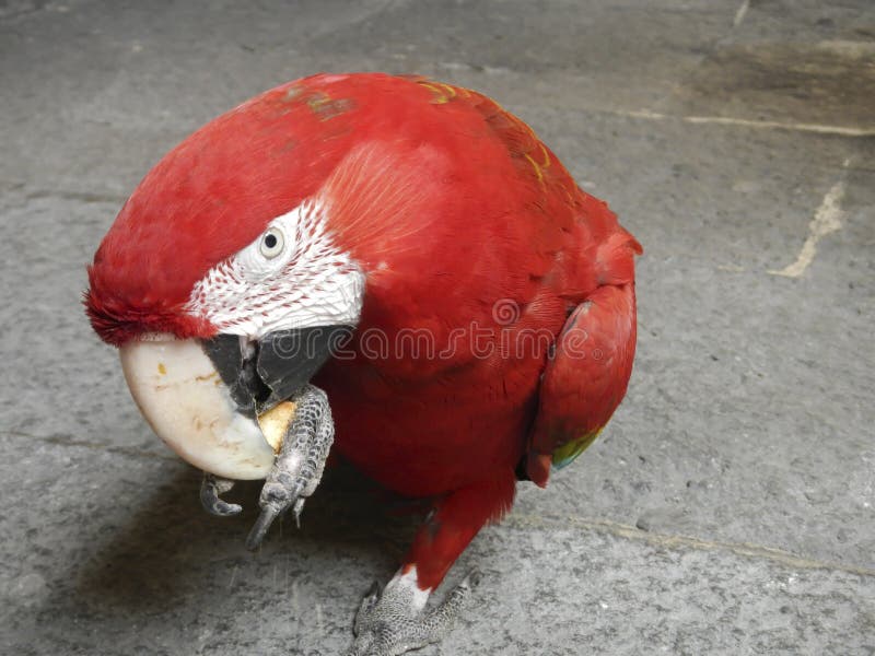 Parrot Picking Grains with Beak Stock Image - Image of india, bright ...
