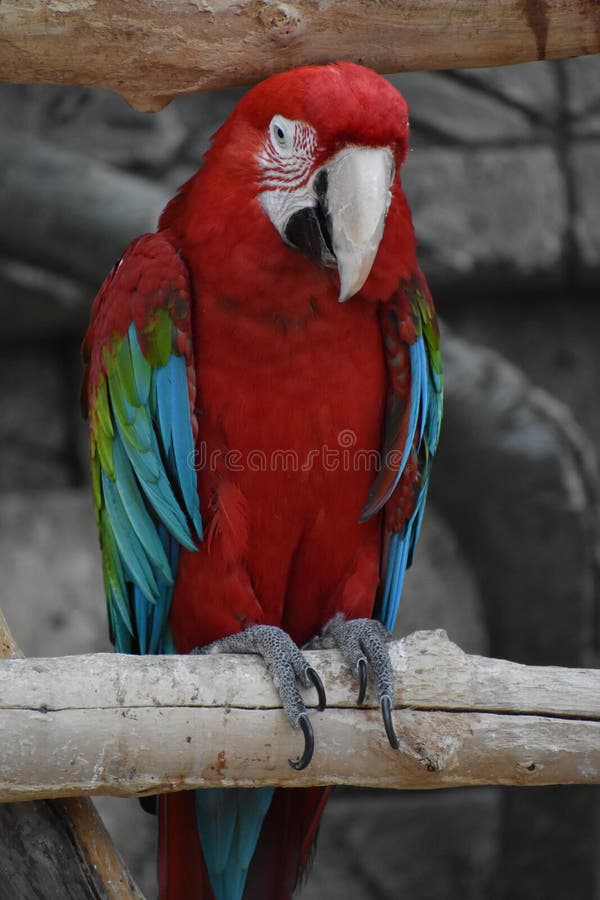 Red Ara parrot stock photo. Image of bird, nature, aviary - 206156446
