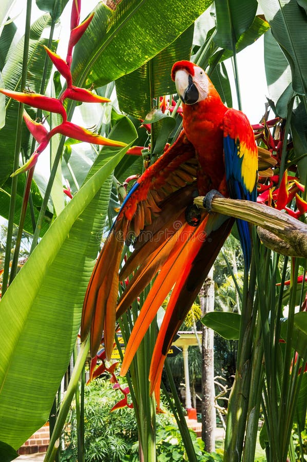 Red Ara Parrot from Tropical Background Stock Image - Image of bright ...