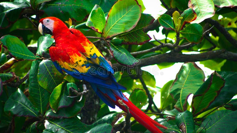 Red ara sitting in a tree stock image. Image of beautiful - 117406327