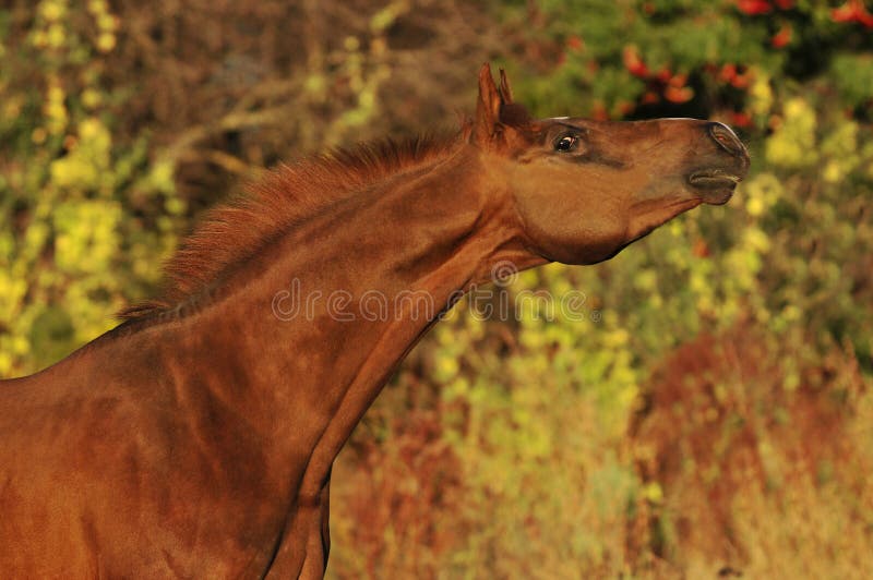 Red Arabian Horse Stallion Portrait Stock Image - Image of color, love ...