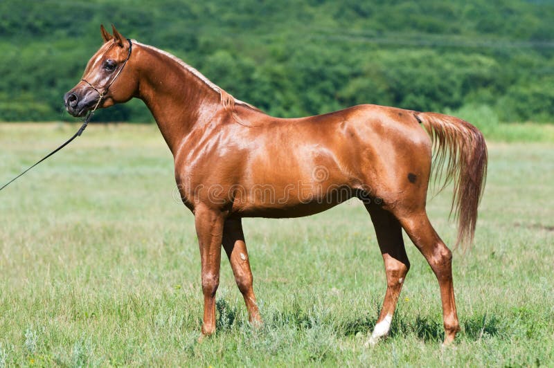 Bay Arabian Stallion Rearing Stock Image - Image of freedom, high: 16017521
