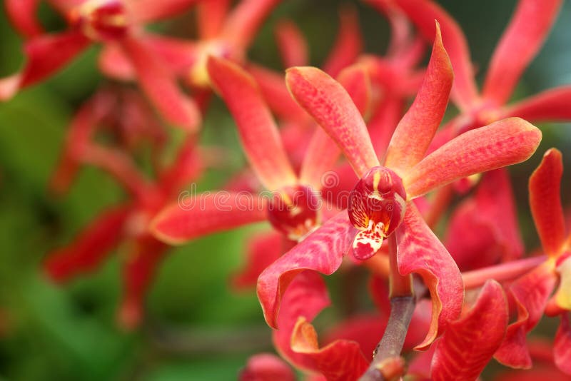 Red Aranda Orchid stock image. Image of floral, blossom - 85940297
