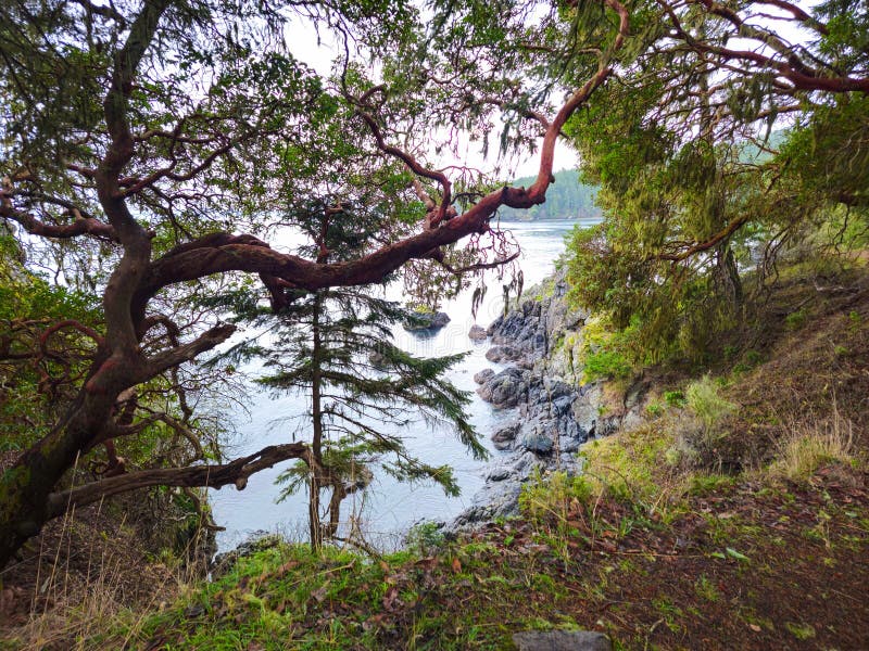 344 Arbutus Tree Landscape Stock Photos - Free & Royalty-Free Stock ...