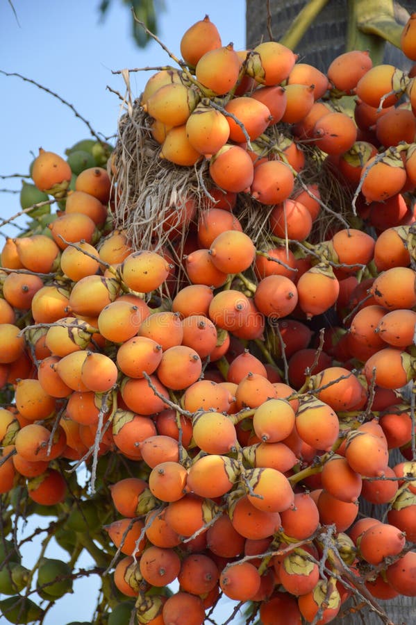 Red Areca catechu fruit stock photo. Image of nature - 78413250