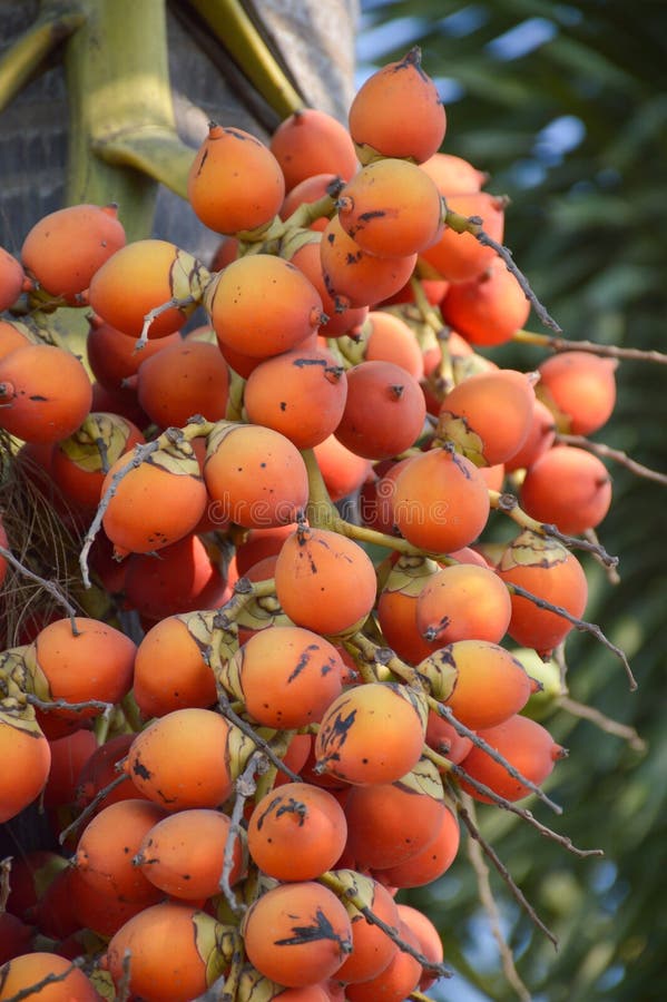 Red areca catechu fruit stock image. Image of outdoor - 78413695