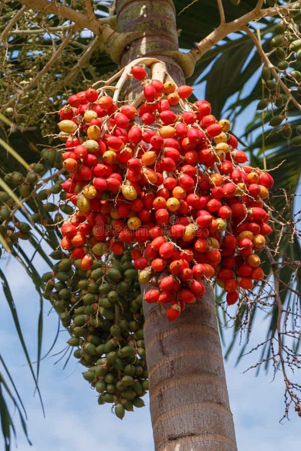 Red Areca Nut Palm stock photo. Image of food, orange - 55362322