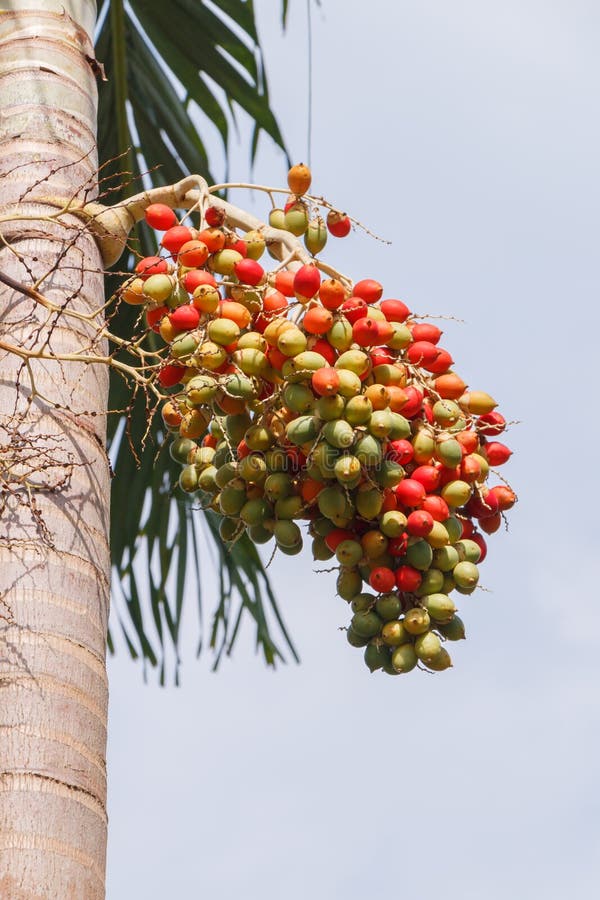 Red Areca Nut Palm stock photo. Image of food, orange - 55362322