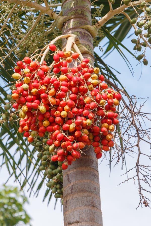 Red Areca Nut Palm stock photo. Image of botany, color - 55361126